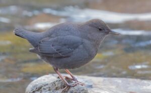 Exploring North American Animals: Must-See Wildlife