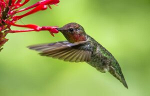 Exploring North American Animals: Must-See Wildlife