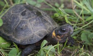 Exploring North American Animals: Must-See Wildlife