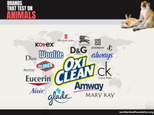Cruelty Unmasked: Famous Brands That Test On Animals 2023