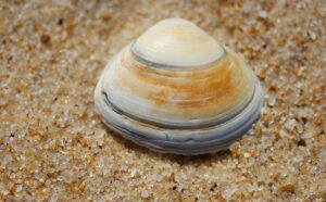 Exploring North American Animals: Must-See Wildlife