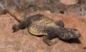 Exploring North American Animals: Must-See Wildlife