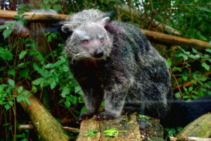 Unlock The World Of Unique And Legal Exotic Pets In NY