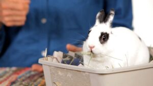 Behind The Scenes Of Rabbit Testing In The Lab