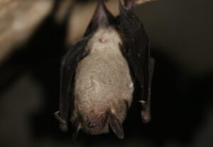 Exploring North American Animals: Must-See Wildlife