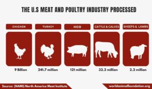 The Meaty Truth: A Deep Dive Into US Meat Consumption Trends