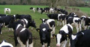 How Many Cows Are In The US? Explore The Numbers And Trends