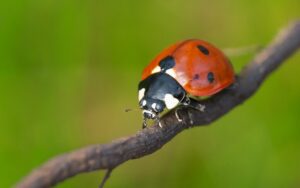 Exploring North American Animals: Must-See Wildlife