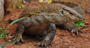 Exotic Pets Legal In California - Unleashing The Wild!