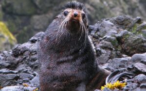 Exploring North American Animals: Must-See Wildlife