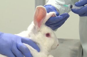 Behind The Scenes Of Rabbit Testing In The Lab