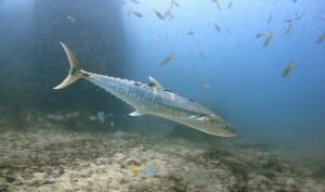 Exploring North American Animals: Must-See Wildlife