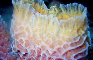 Exploring North American Animals: Must-See Wildlife