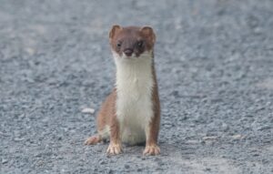 Exploring North American Animals: Must-See Wildlife