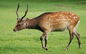 Get Up Close And Personal With Texas Exotic Animals