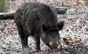 Get Up Close And Personal With Texas Exotic Animals