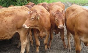 How Many Cows Are In The US? Explore The Numbers And Trends