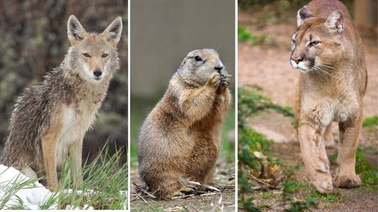 Unpacking The Ethics And Goals Of The Animal Rights Movement