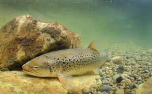 Exploring North American Animals: Must-See Wildlife