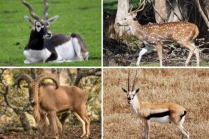 Get Up Close And Personal With Texas Exotic Animals