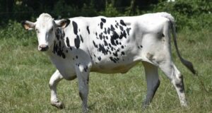 How Many Cows Are In The US? Explore The Numbers And Trends