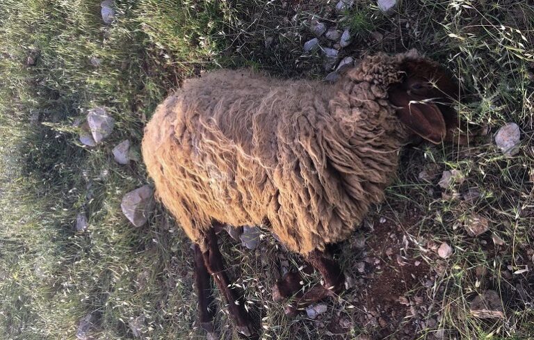 Dark Side Of Humanity - How Many Animals Killed Each Year?