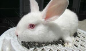 Behind The Scenes Of Rabbit Testing In The Lab