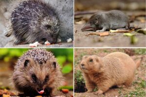 World Animal Foundation - Helping Animals Across the Globe