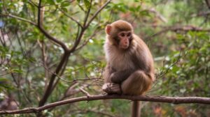 Unlock The World Of Unique And Legal Exotic Pets In NY