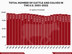 How Many Cows Are In The US? Explore The Numbers And Trends