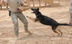 Is Dog Fighting Illegal? The Cruelty Of Barbaric Bloodsport