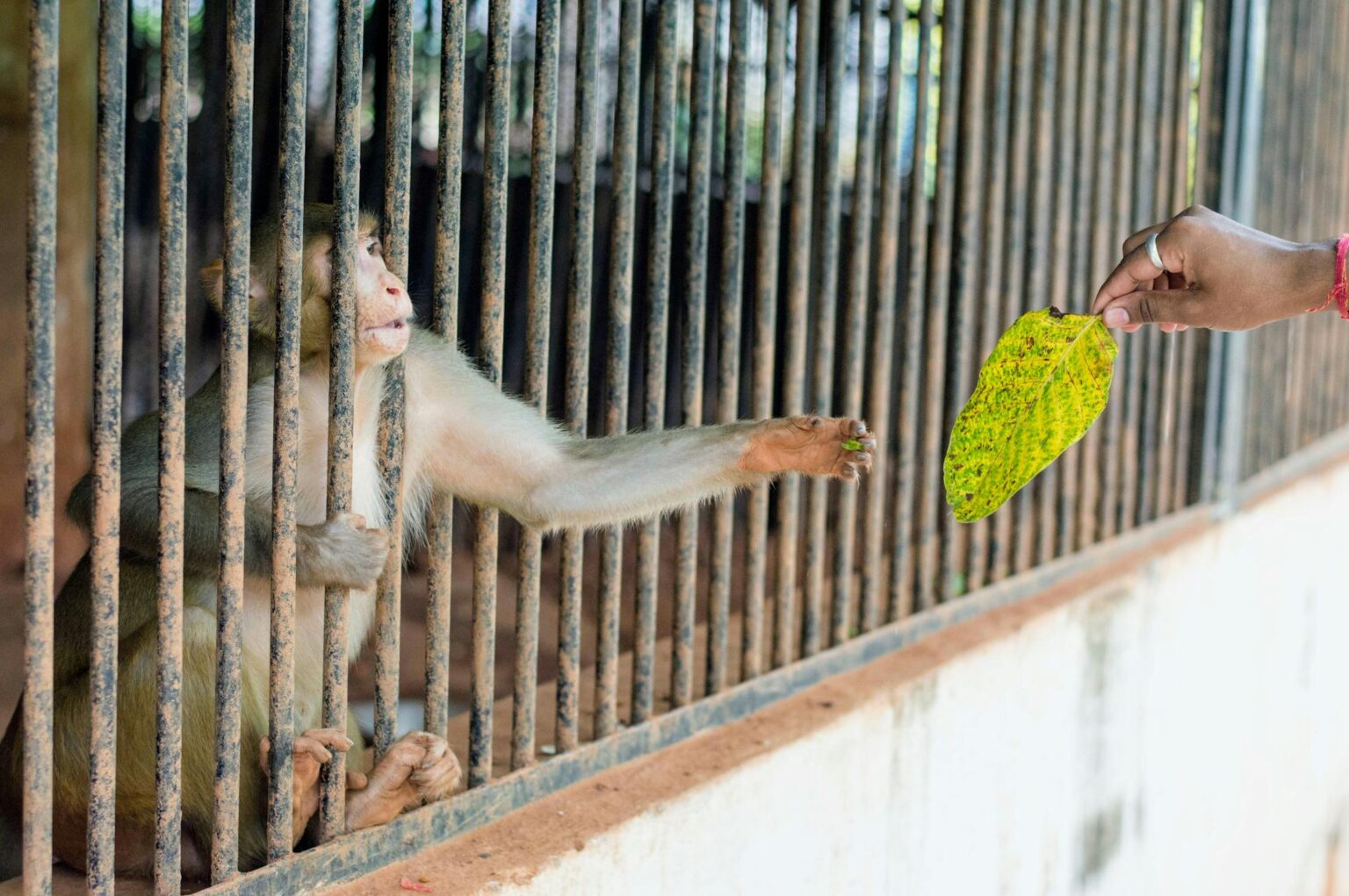 Why Are Zoos Bad? Why Animals Should Not Be Kept In Zoos