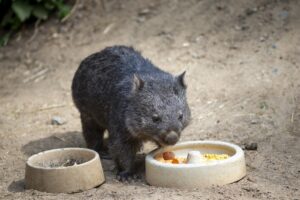 The Quirky Traits Of Wombats: From Pouches To Poop Cubes