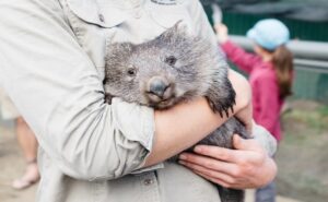 The Quirky Traits Of Wombats: From Pouches To Poop Cubes