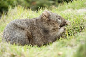The Quirky Traits Of Wombats: From Pouches To Poop Cubes