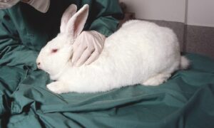 Animal Rights Laws: A Guide To Protecting Our Fauna