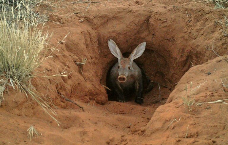 Jungle Symphony - A Glimpse Into The Animals In Africa