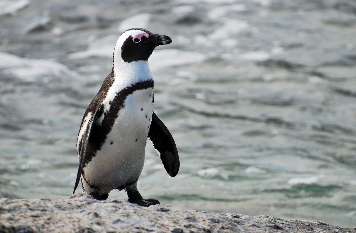 Jungle Symphony - A Glimpse Into The Animals In Africa