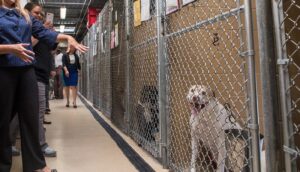 Animal Rights Laws: A Guide To Protecting Our Fauna