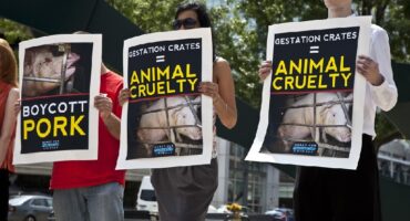 Fighting For The Voiceless -The Best Animal Rights Groups