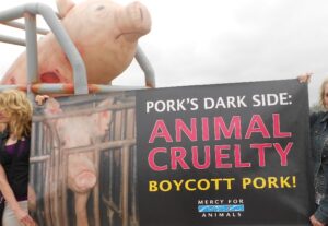 Unpacking The Ethics And Goals Of The Animal Rights Movement