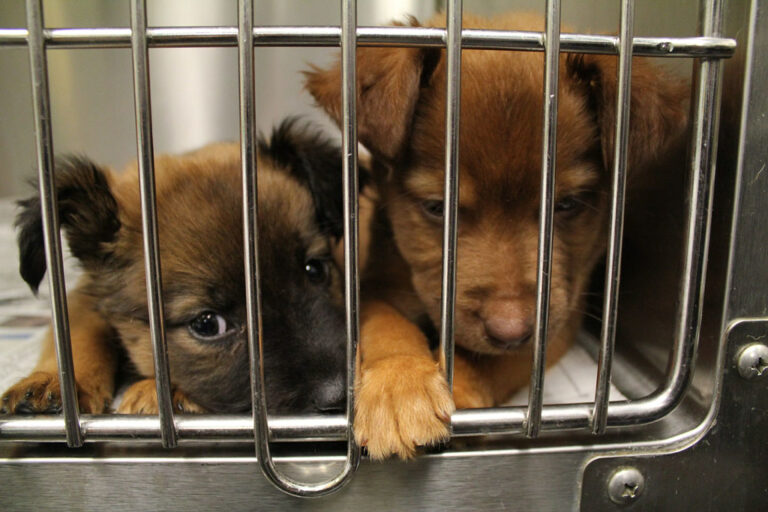 Fighting For The Voiceless -The Best Animal Rights Groups