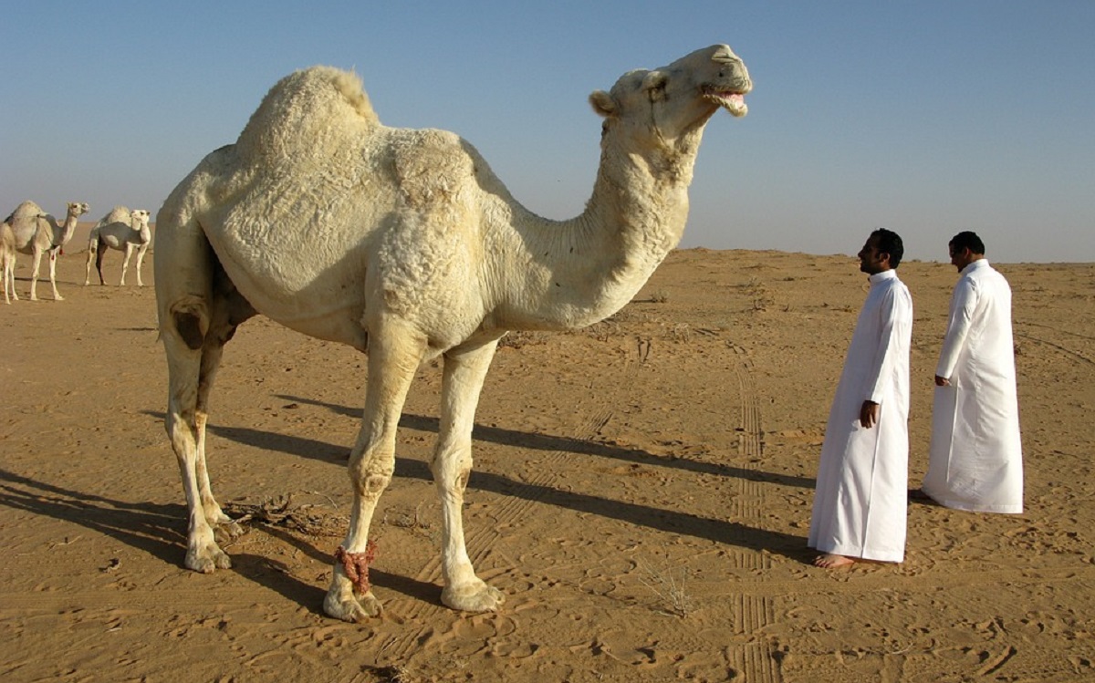 Coolest Animals On The Planet – Experience The Magic Of Nature