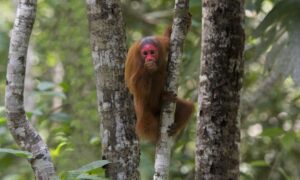 Weird Animals - Get To Know These Bizarre & Rare Creatures