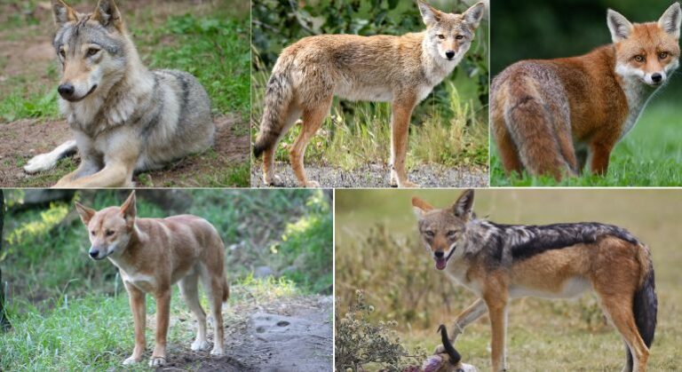 Discover New Jersey Exotic Pets - From Sugar Gliders To Snakes