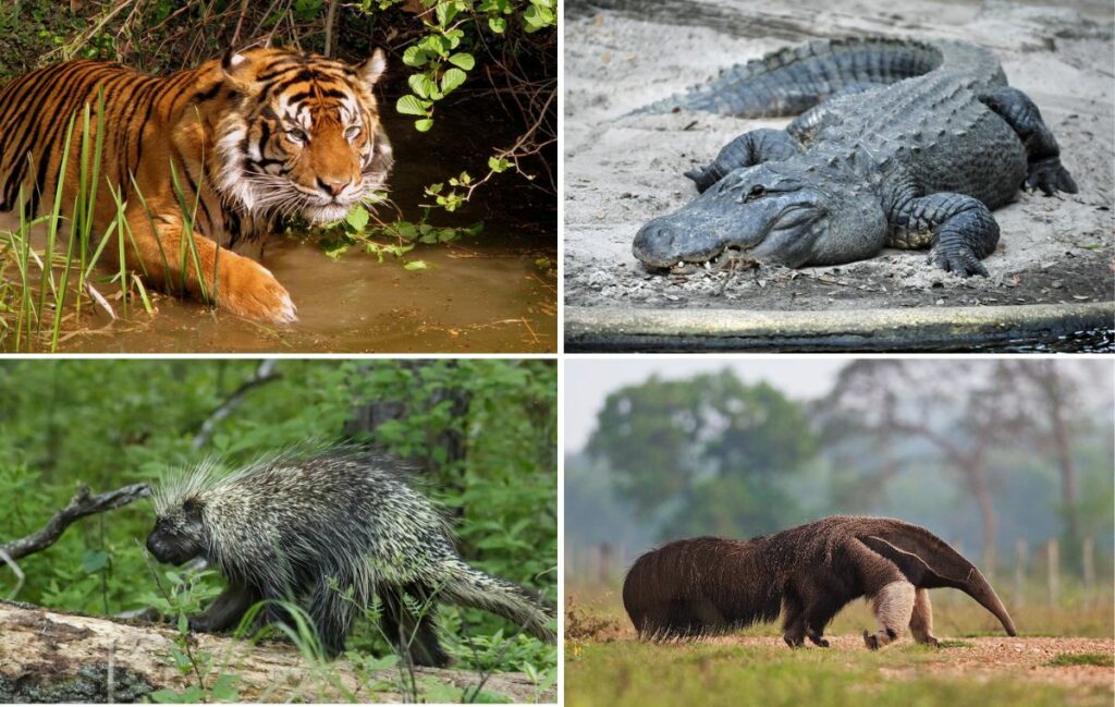 Discovering The Fascinating World Of Legal Exotic Pets