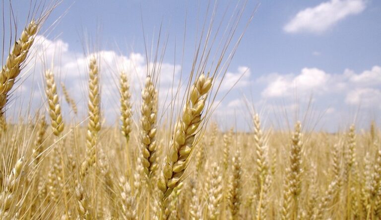 Wheat Exports By Country 2025