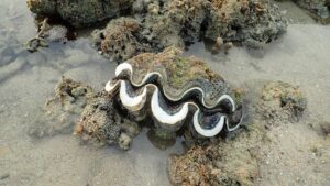 Weird Animals - Get To Know These Bizarre & Rare Creatures