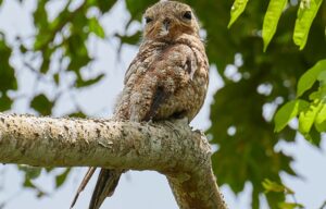 Weird Animals - Get To Know These Bizarre & Rare Creatures