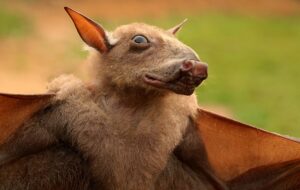 Weird Animals - Get To Know These Bizarre & Rare Creatures